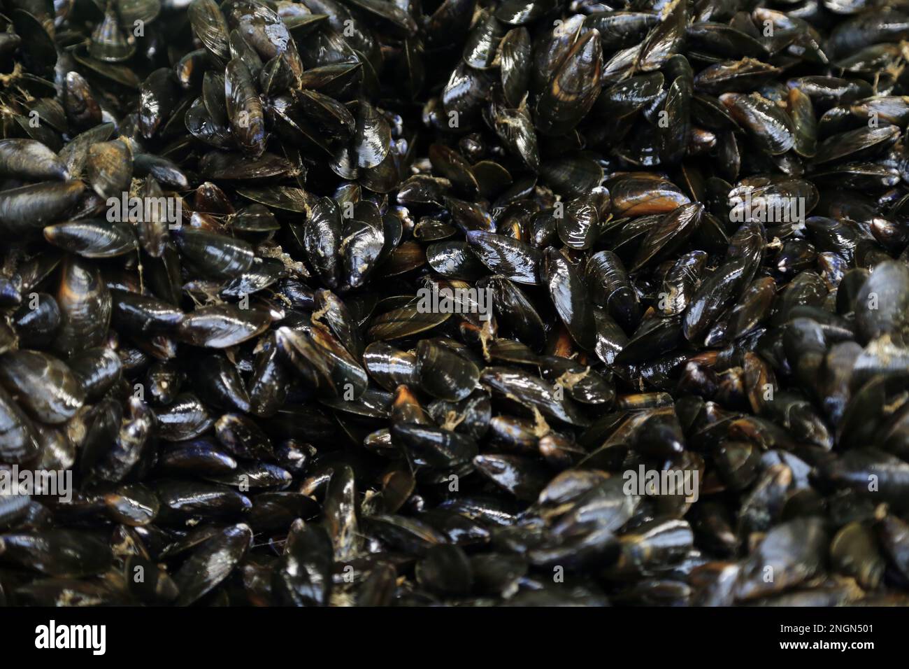 Exposition de moules sur le marché aux poissons de Halle aux Poissons ...