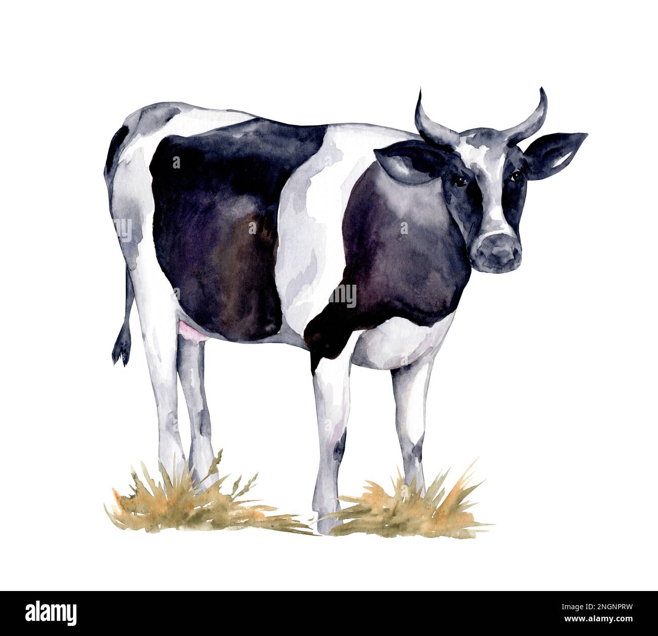 Animaux de ferme aquarelle. Jolie vache sur fond blanc. silhouette d ...