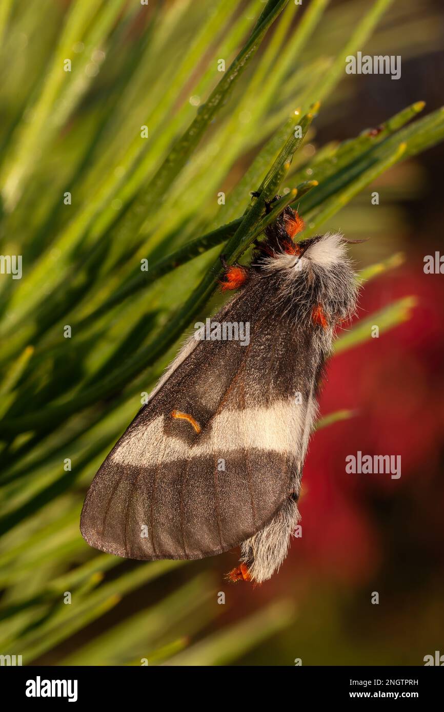 Barrens Buck Moth (Hemileuca maia) Femme accrochée à un pin de Pitch ...