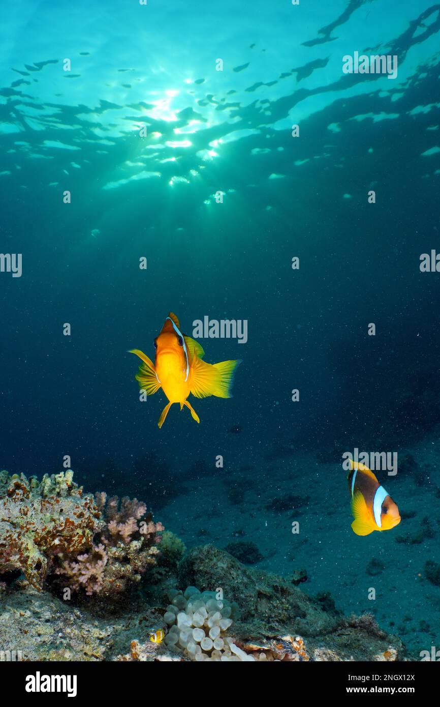 Paire de poissons-clowns rouges (Amphiprion bicinctus) dans la lumière ...