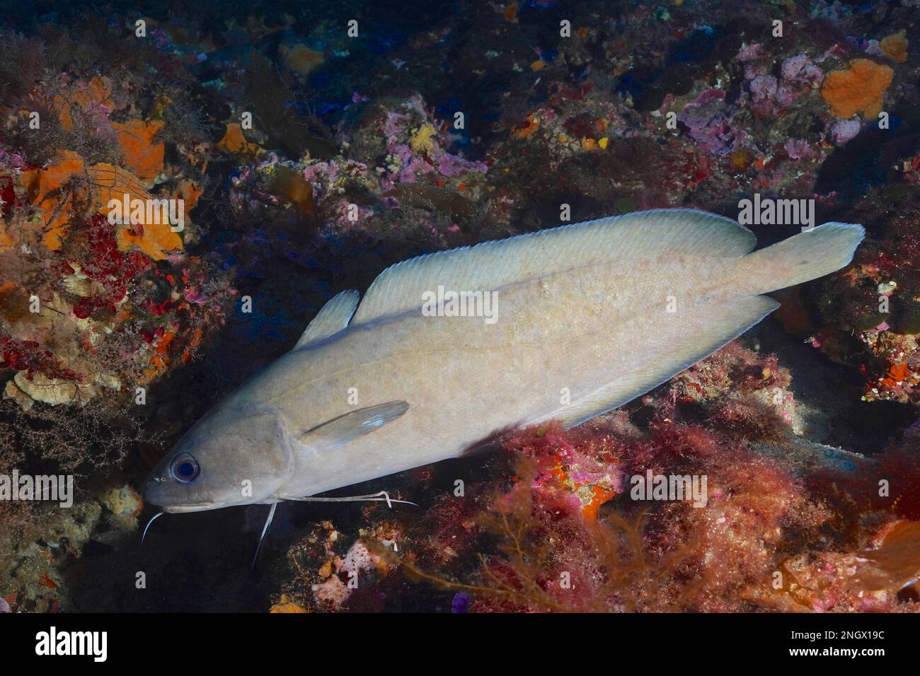 La barbe naissante (Phycis phycis), à coloration claire, dans la mer ...
