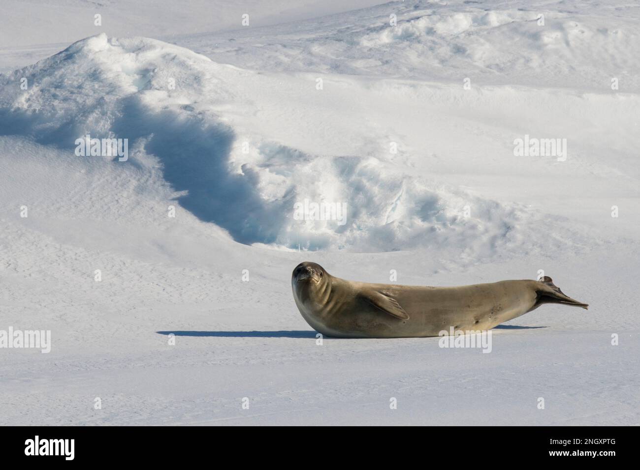 Antarctique, mer d'Amundsen, île de Siple. Phoque de Ross (Ommatophoca ...