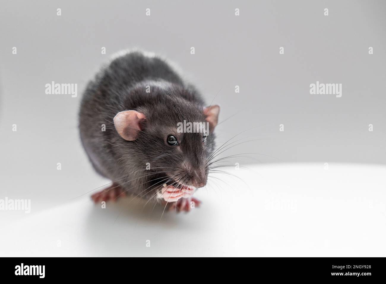 Rats Dumbo Gris Pour Animaux De Compagnie