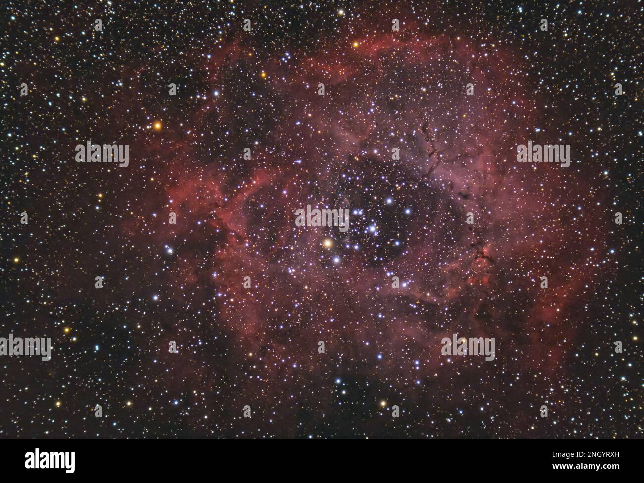 La Rosette Nebula est située près d'une extrémité d'un nuage ...