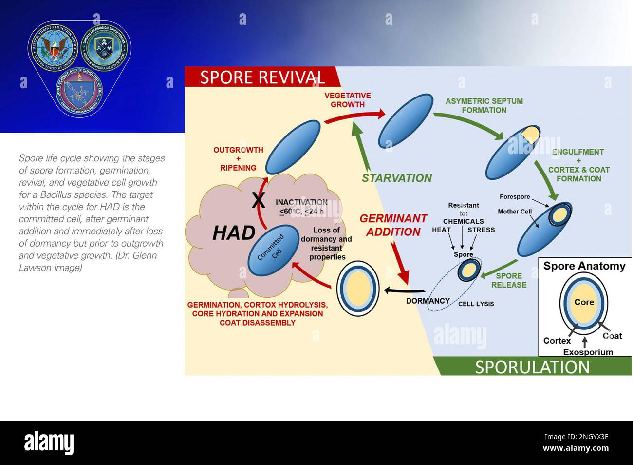 Formation De Spores Dans La Mousse