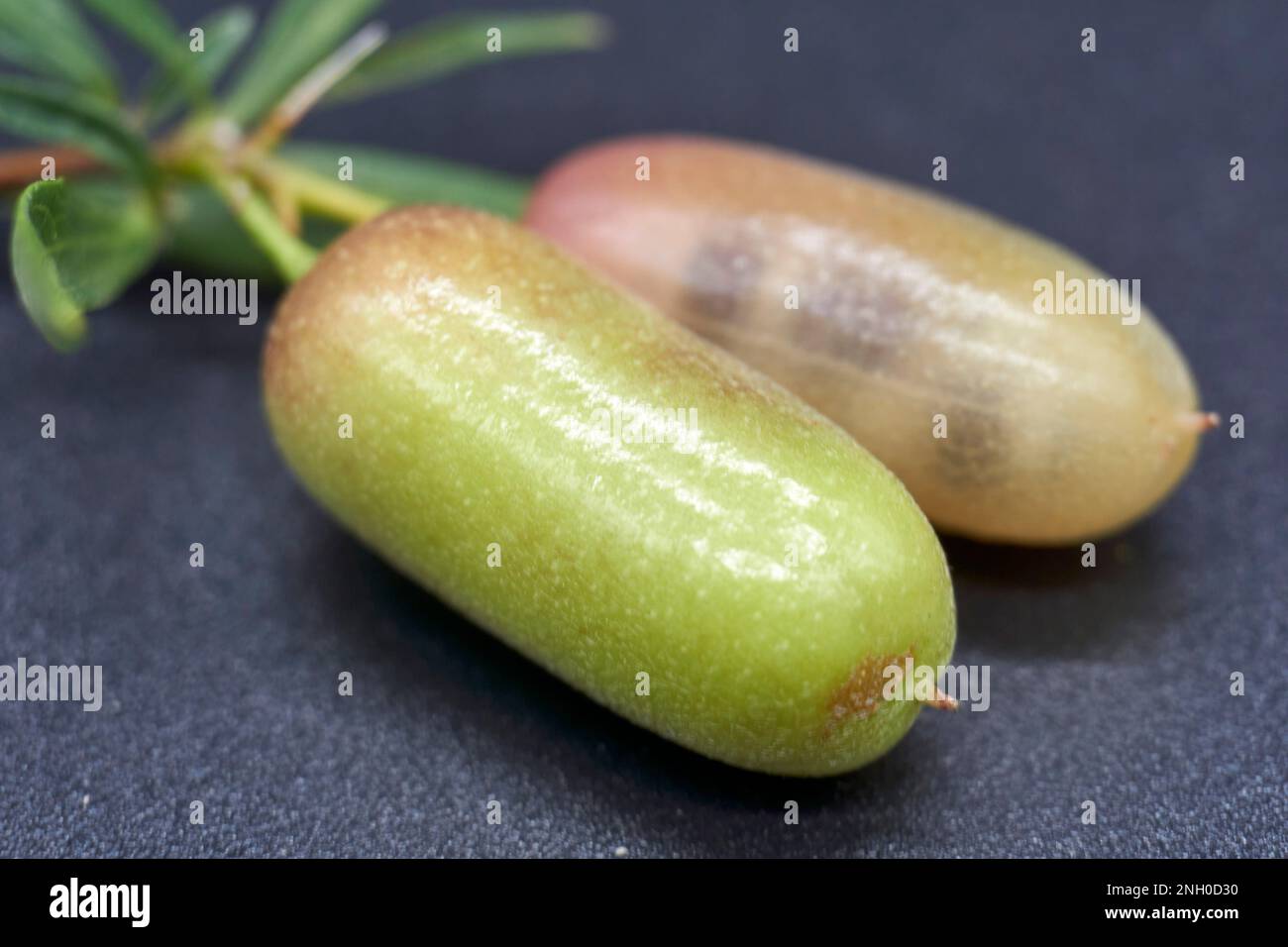 Billardiera cymosa Banque de photographies et d’images à haute ...