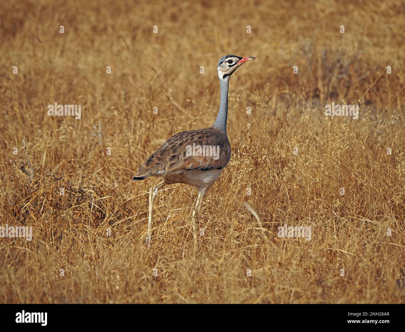 Bustard à ventre blanc ou korhaan à ventre blanc (Eupodotis ...
