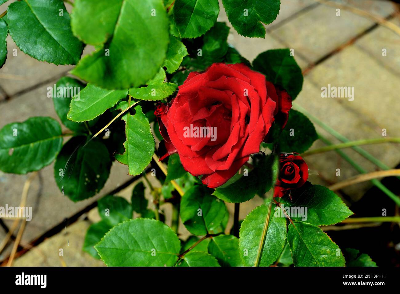 Romance de la rose Banque de photographies et d’images à haute ...