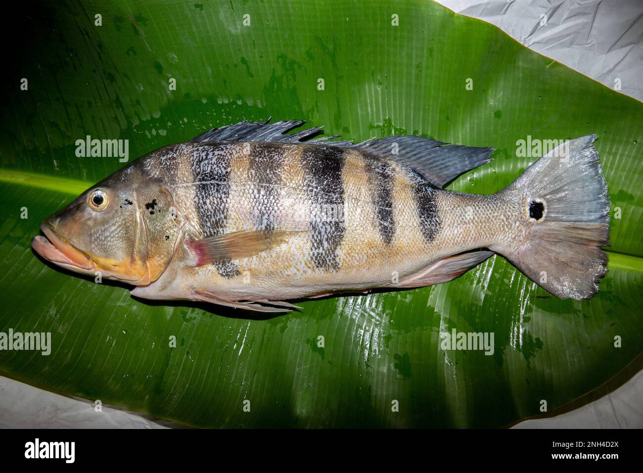 Tucunare fish Banque de photographies et d’images à haute résolution ...
