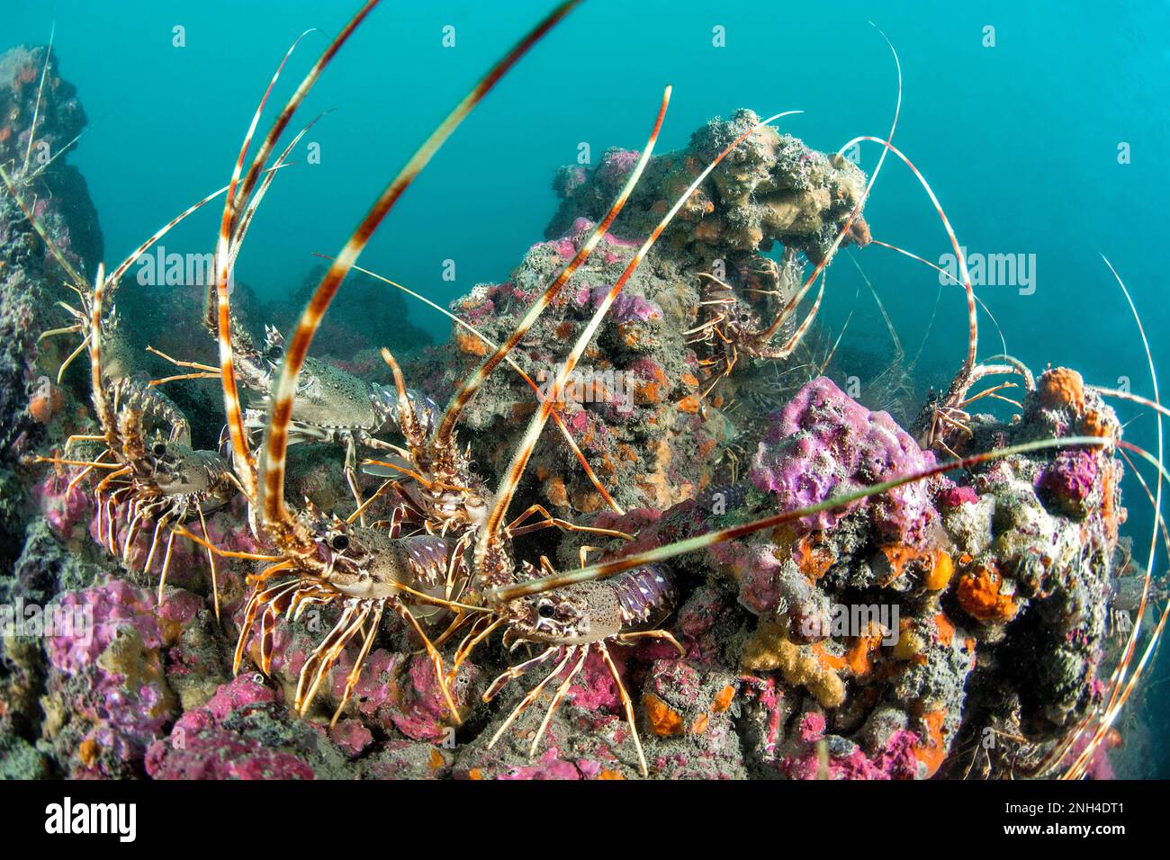 Homard méditerranéen (Palinurus elephas) sur un affleurement ...