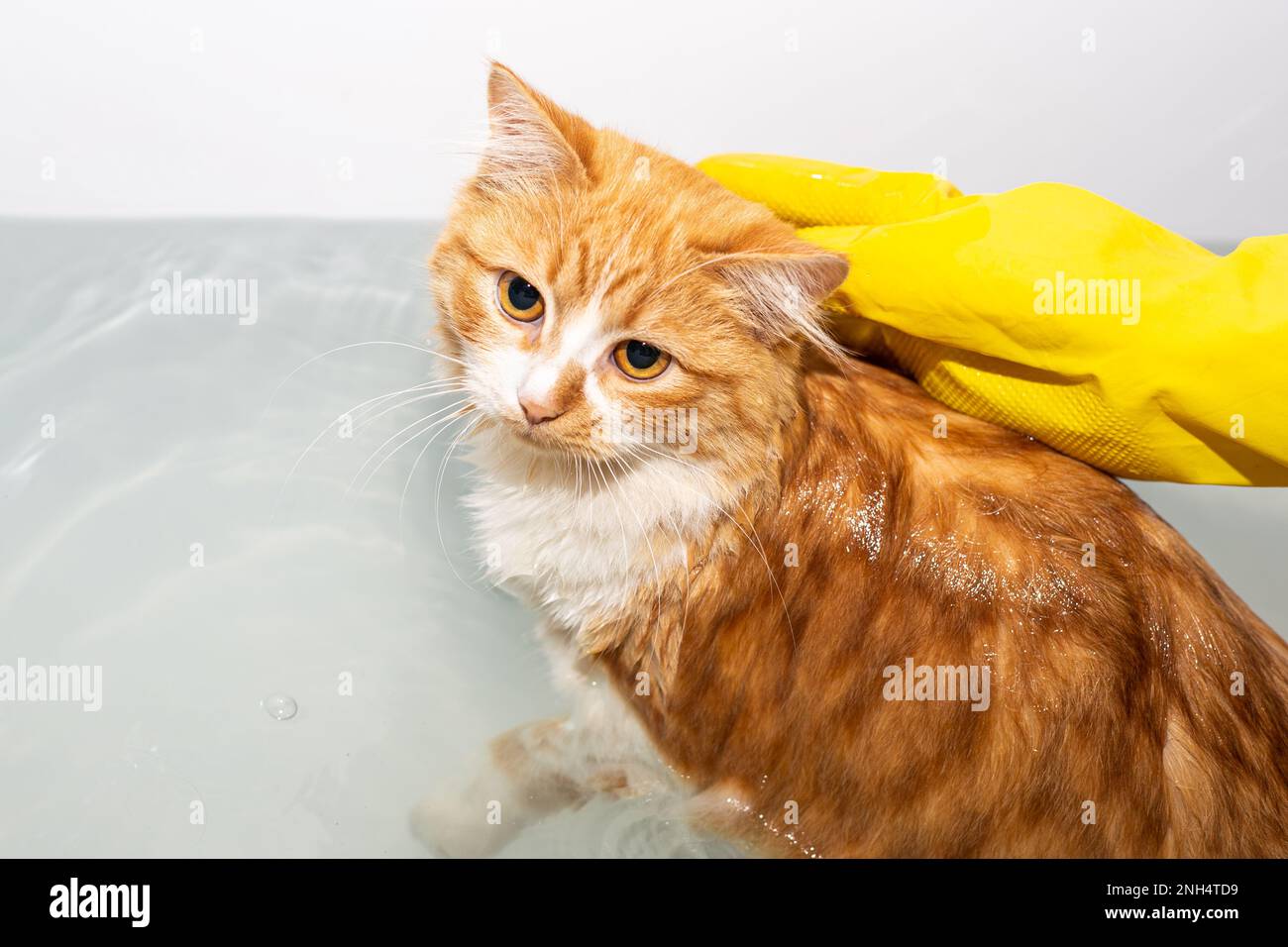 Bain du chat dans la baignoire. Le propriétaire a abaissé le chat de ...