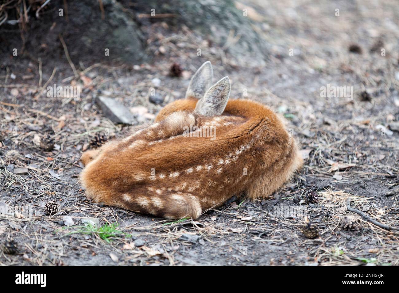 Le cerf de Sibérie ou le cerf de Virginie de l'est (Capreolus pygargus ...