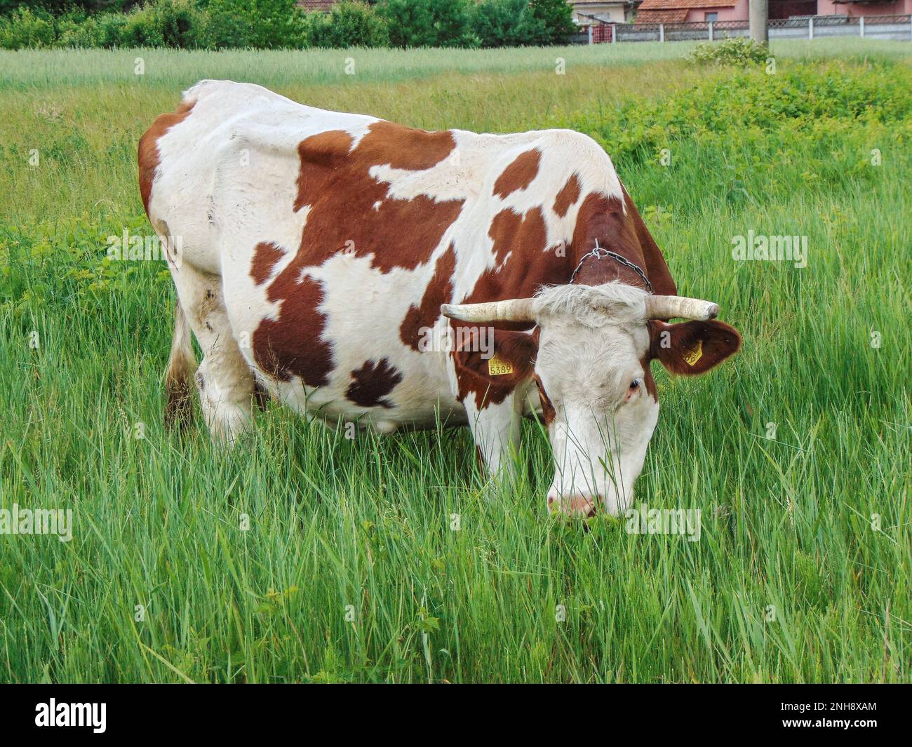 Une vache broute Banque de photographies et d’images à haute résolution ...