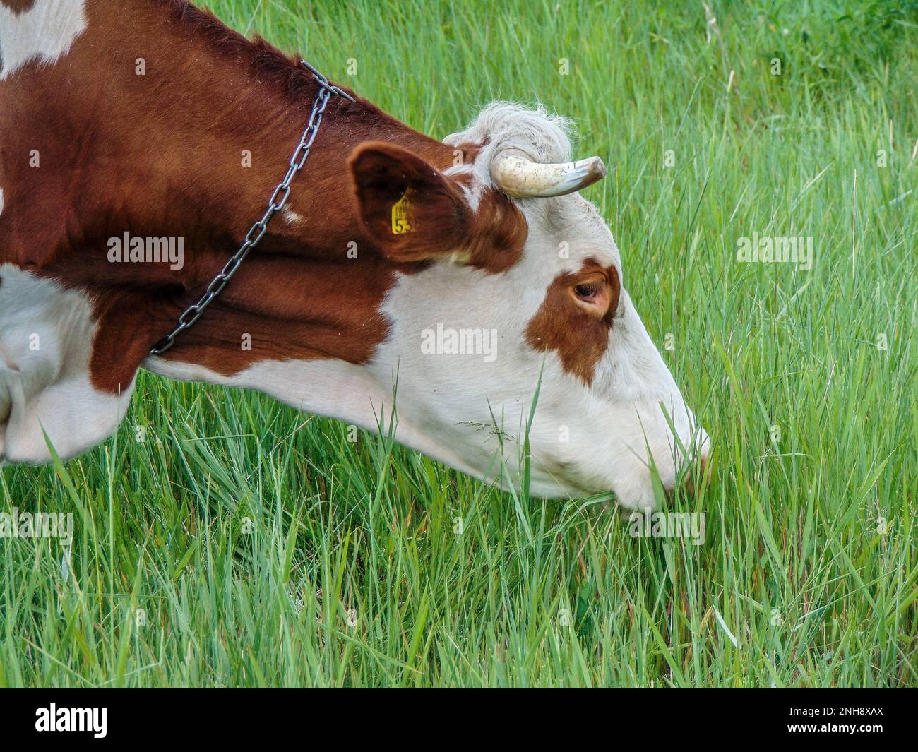 Une vache broute Banque de photographies et d’images à haute résolution ...