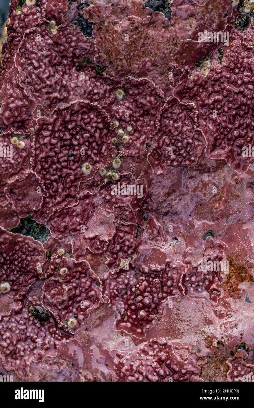 Croute de roche rose Banque de photographies et d’images à haute ...