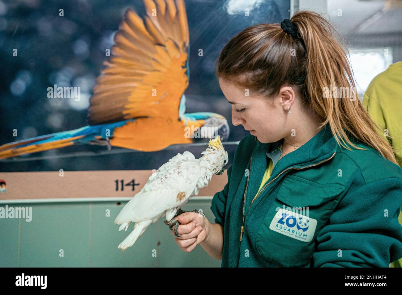 A keeper with a cockatoo chick in a room of the Zoo Aquarium of Madrid ...