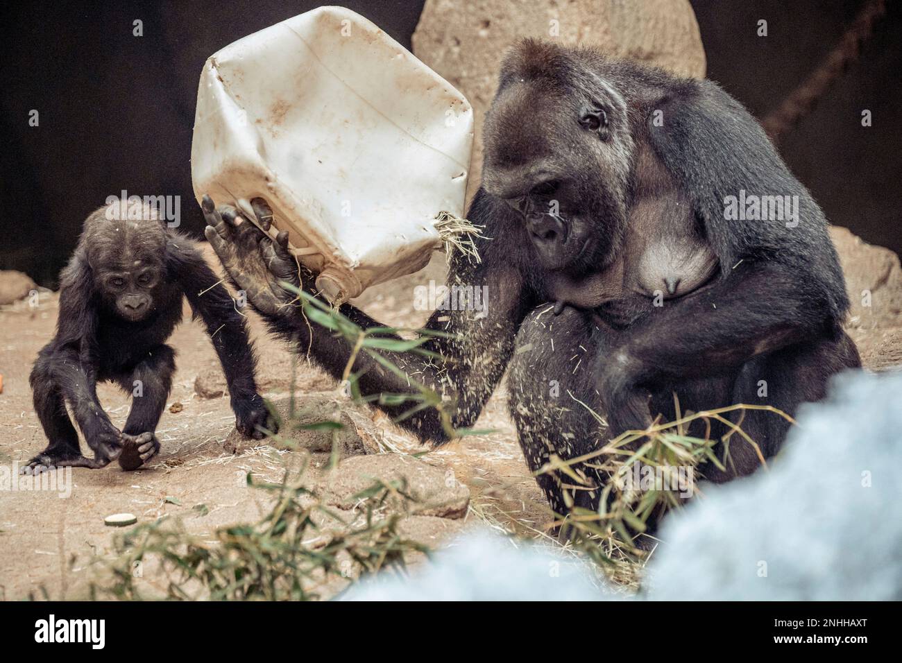A gorilla and her cub in their space at the Madrid Zoo Aquarium on ...