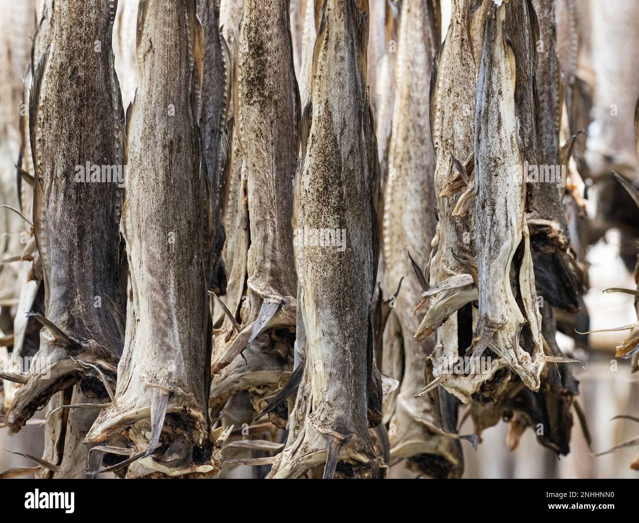 La morue séchant sur des casiers pour devenir des stockfish dans la ...