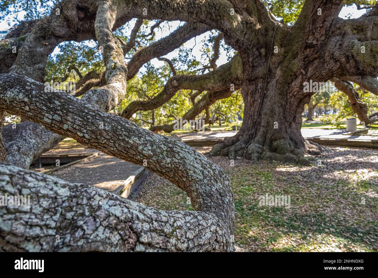 Des branches tordues de Treaty Oak, un ancien chêne de Floride vivant à ...