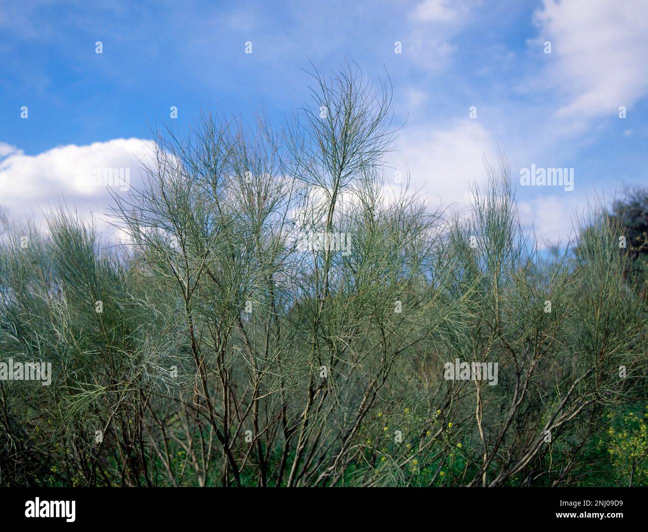 Retama blanca Banque de photographies et d’images à haute résolution ...