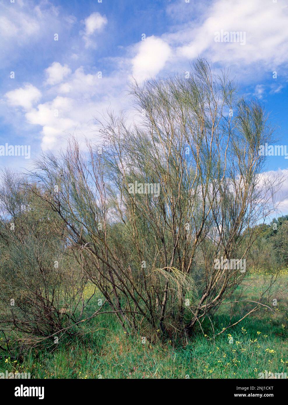 Retama blanca Banque de photographies et d’images à haute résolution ...