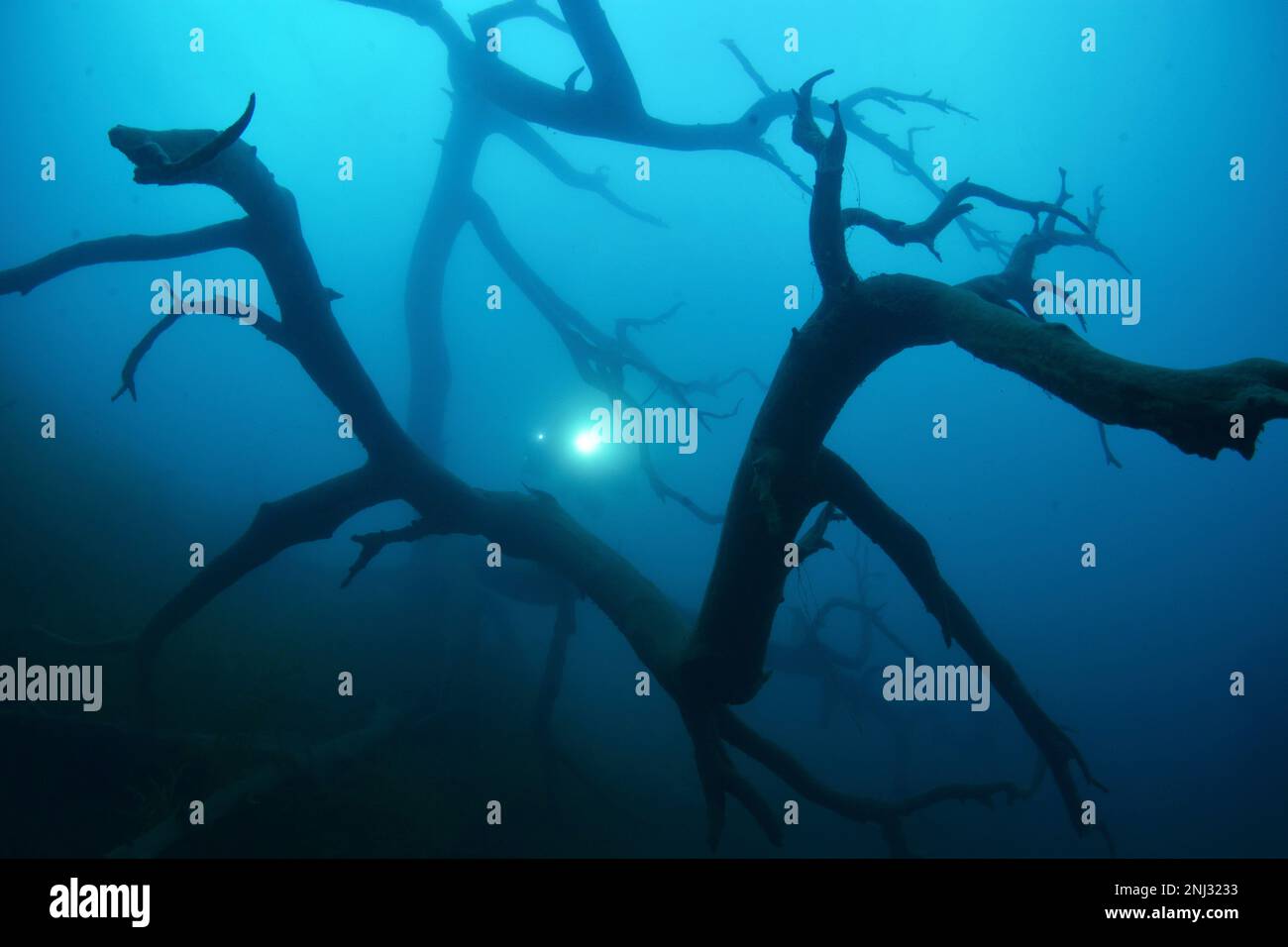 A few sunken trees lie quietly on a gentle slope at a depth of about 4 ...