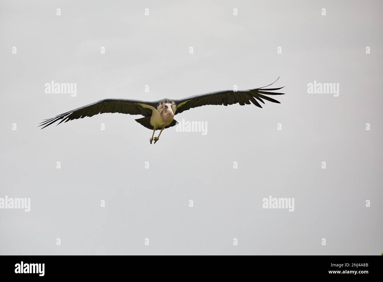 Marabout africain Banque de photographies et d’images à haute ...