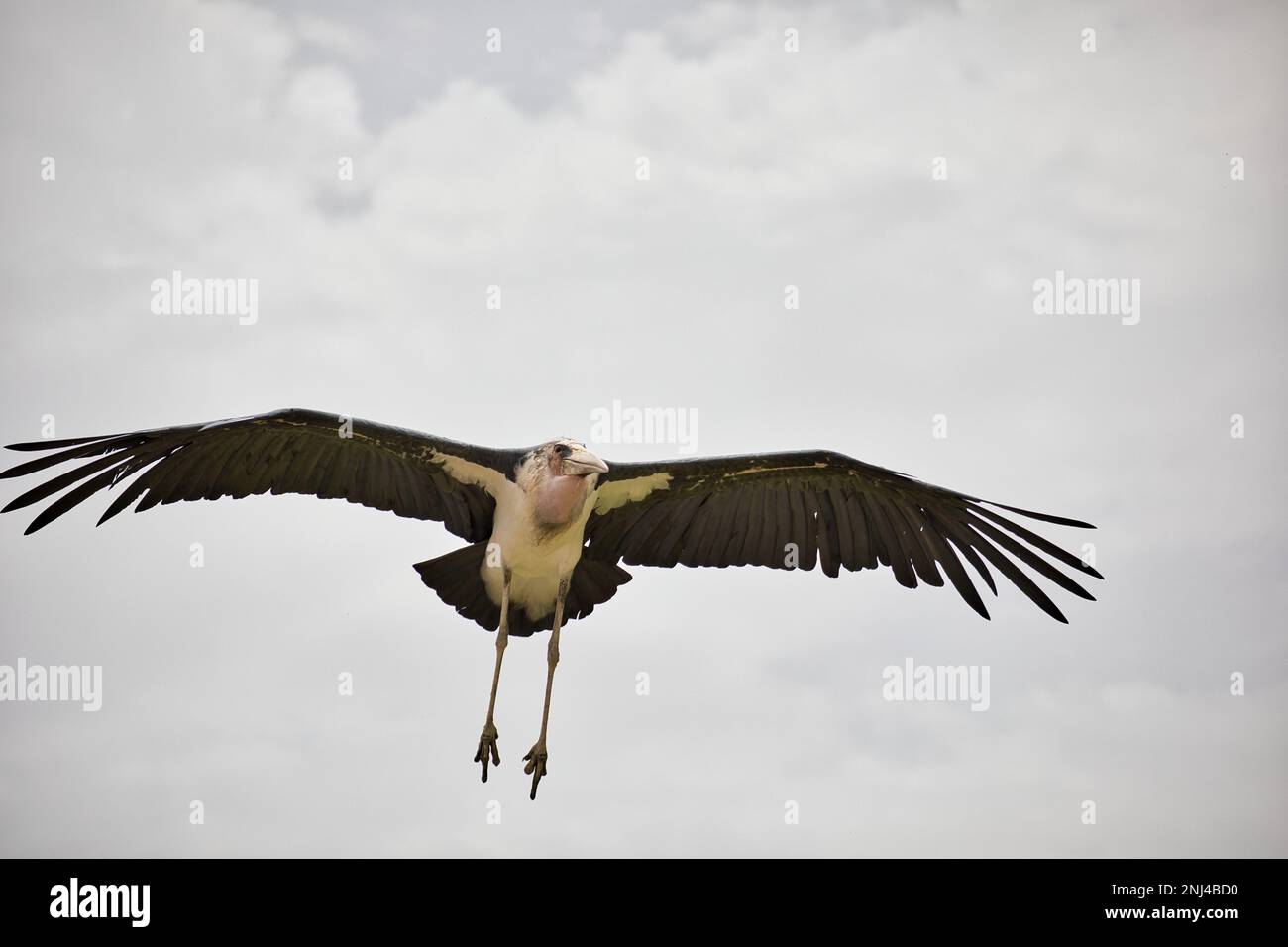 Marabout africain Banque de photographies et d’images à haute ...