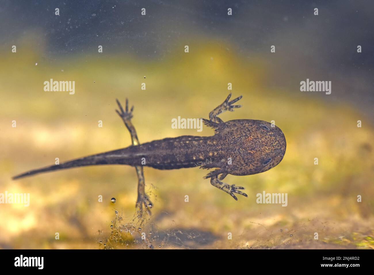 Bébé salamandre Banque de photographies et d’images à haute résolution - Alamy