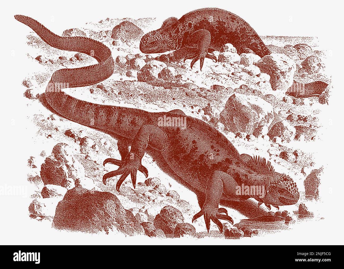 Iguane marin de reptiles marins galapagos Banque d'images vectorielles ...