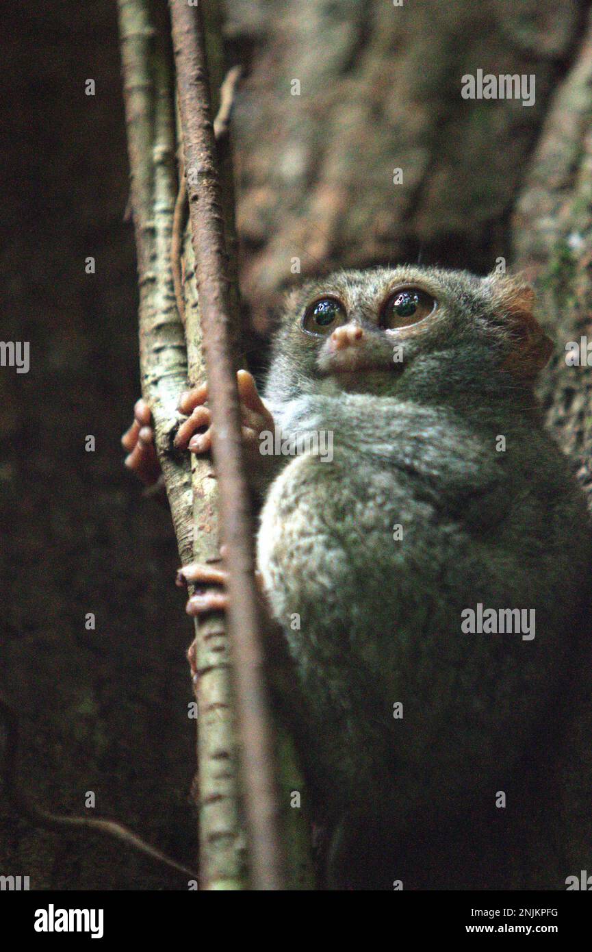 Un tarsier spectral (spectre de Tarsius ou tarsier de Tarsius), qui est ...