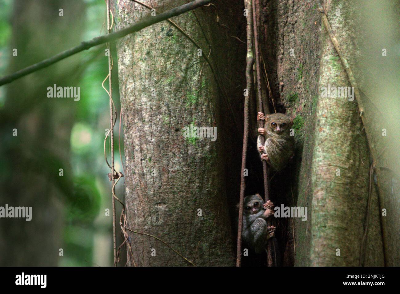 Tarsier spectral de gursky Banque de photographies et d’images à haute ...
