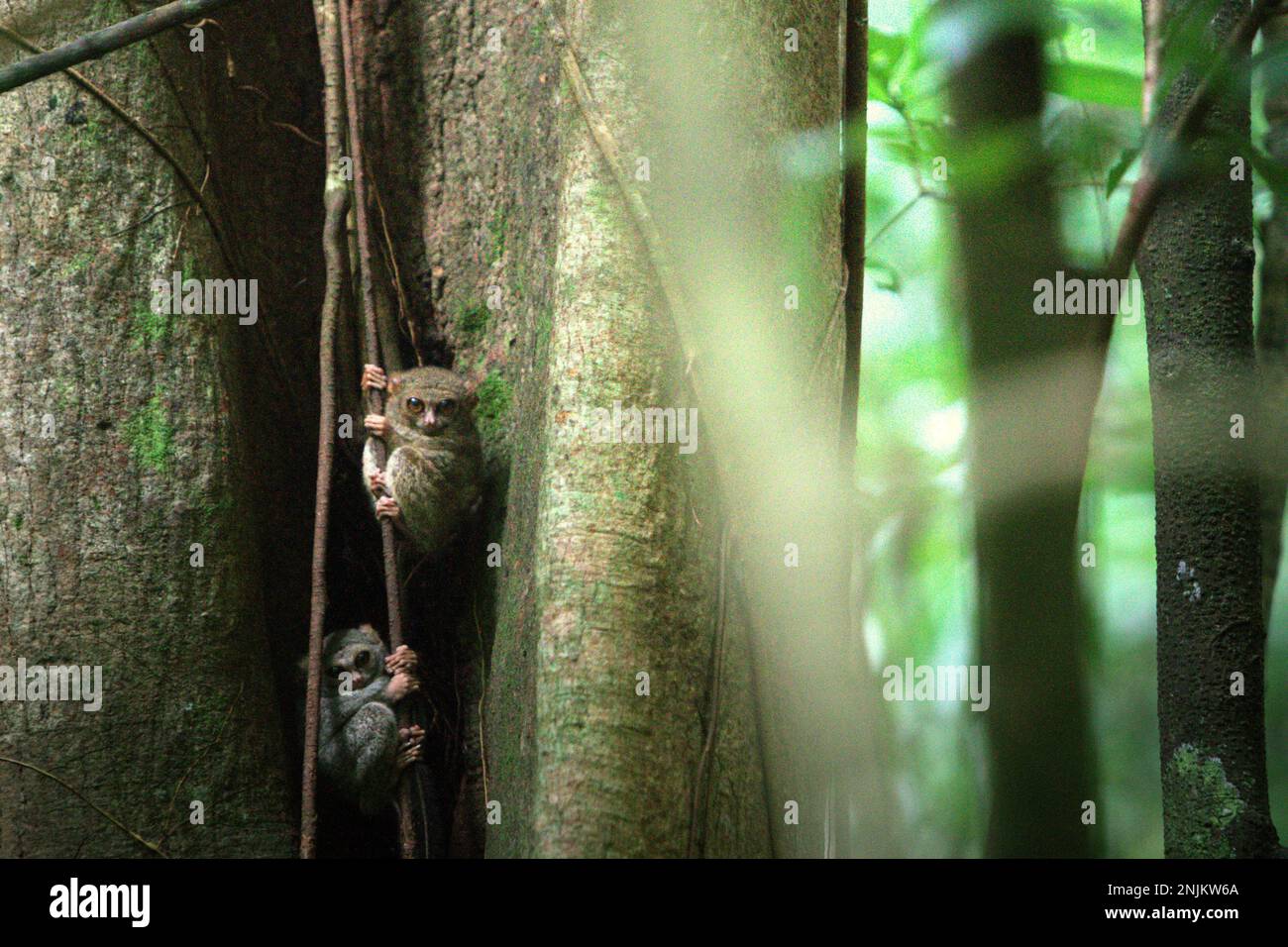 Tarsier spectral de gursky Banque de photographies et d’images à haute ...