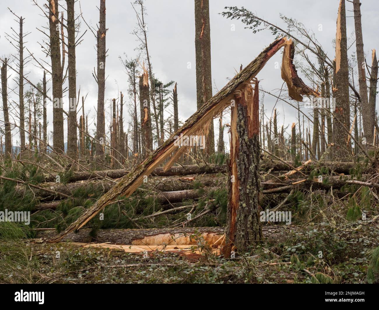 Vue rapprochée d'un pin cassé dans une forêt après la tempête cyclone ...
