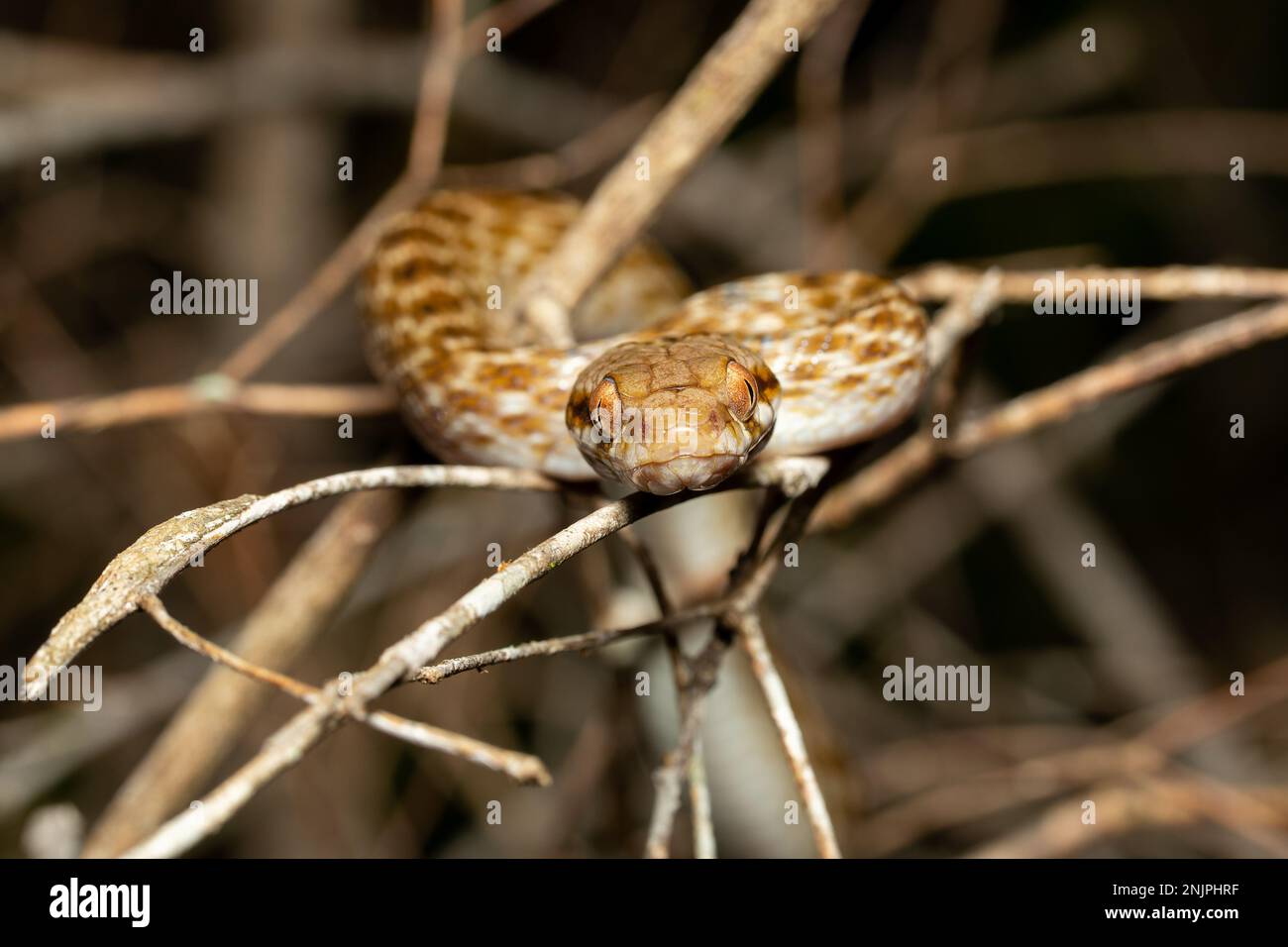 Le serpent à oeil de chat malgache, Madagascar colubrinus est une ...