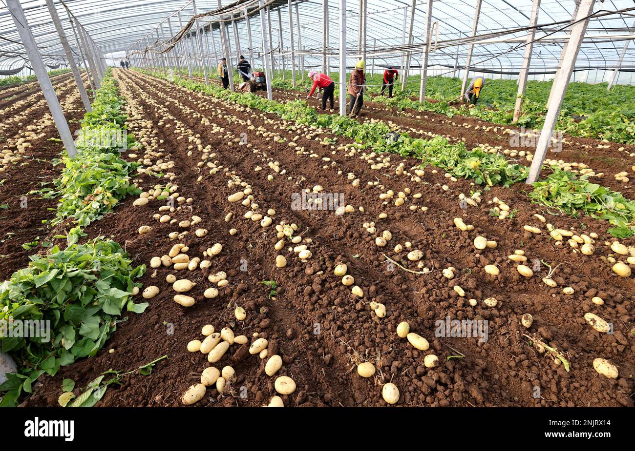 ZAOZHUANG, CHINE - le 23 FÉVRIER 2023 - les agriculteurs utilisent du ...