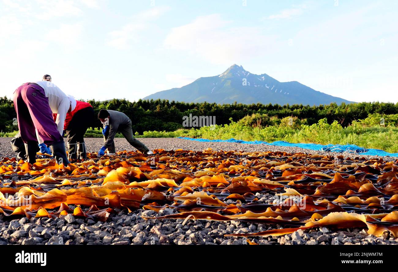 Fishermen collect Rishiri konbu kelp at the beach with Mt. Rishiri in the background in Rishiri ...
