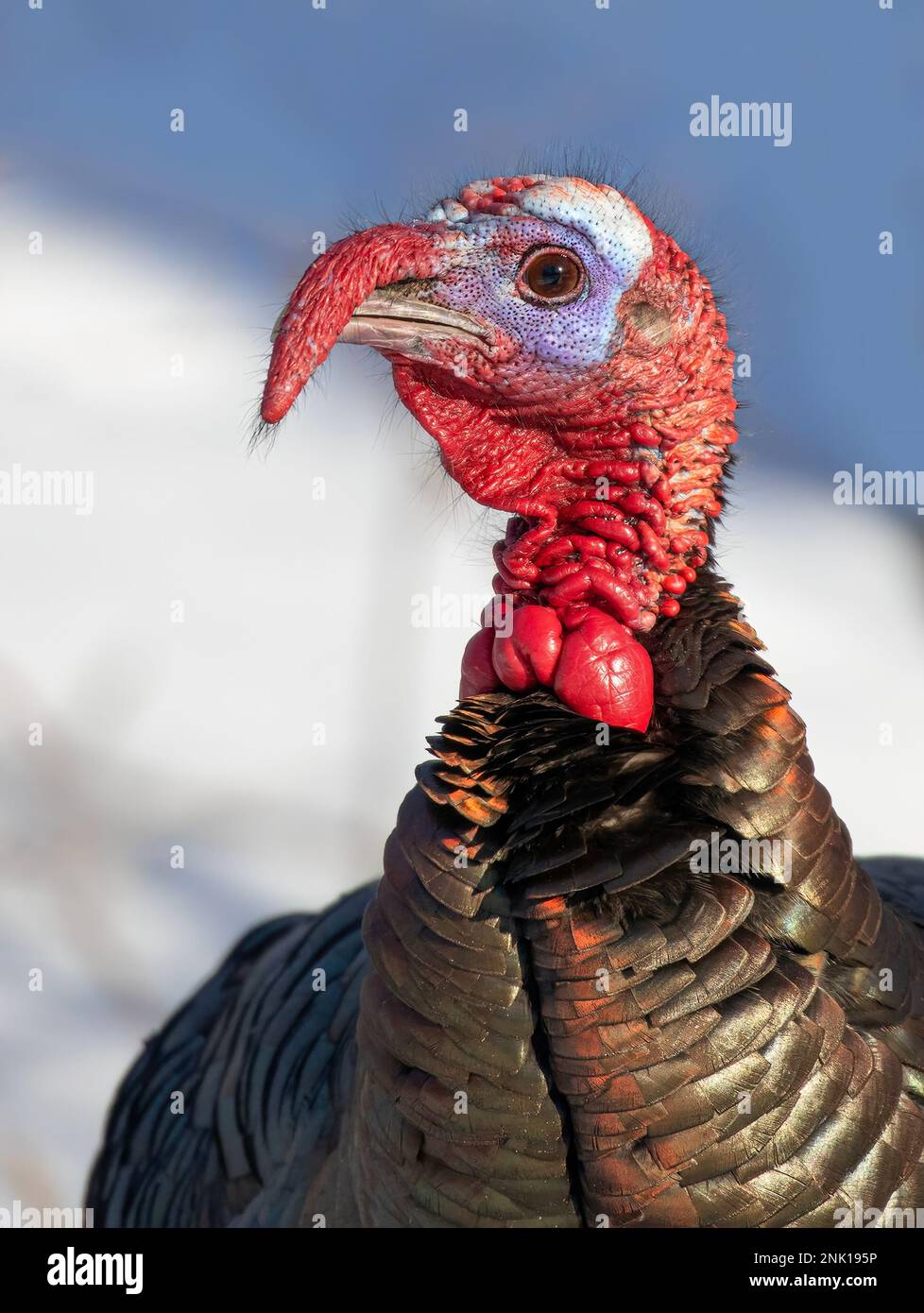 Turkey snood Banque de photographies et d’images à haute résolution - Alamy