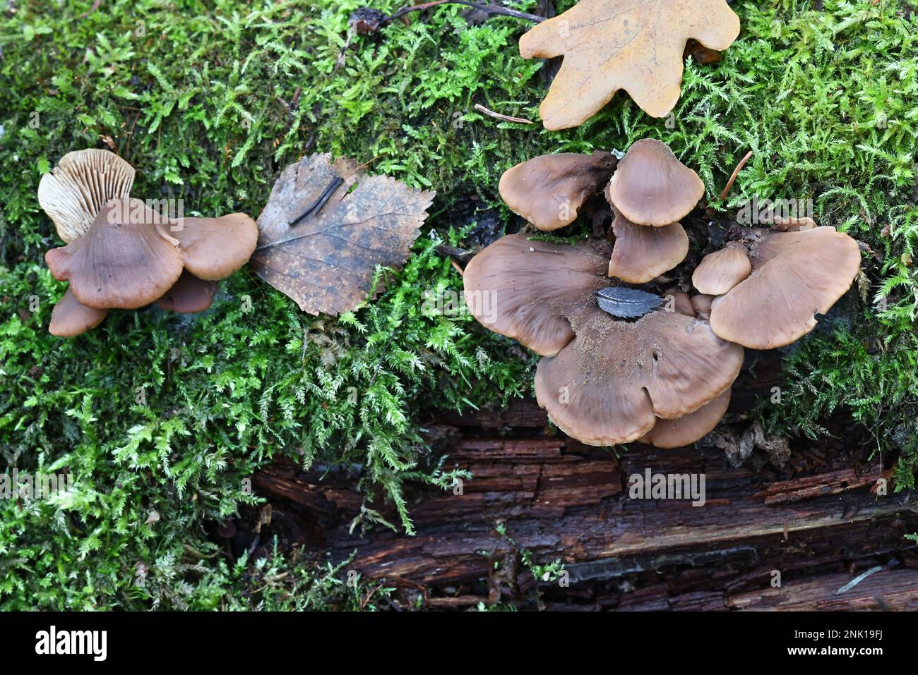 Ours lentinellus Banque de photographies et d’images à haute résolution ...