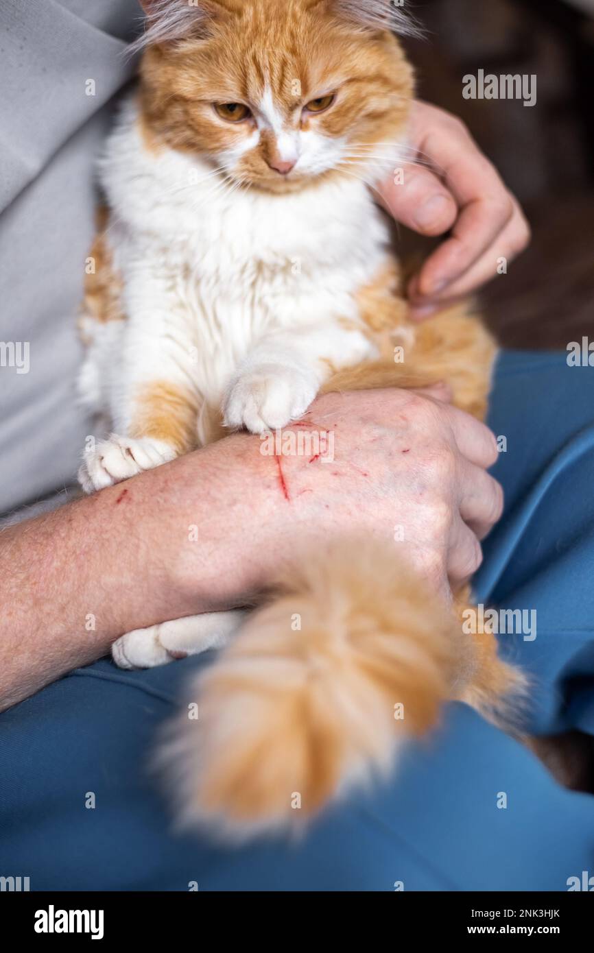 Chat agressif Banque de photographies et d’images à haute résolution ...