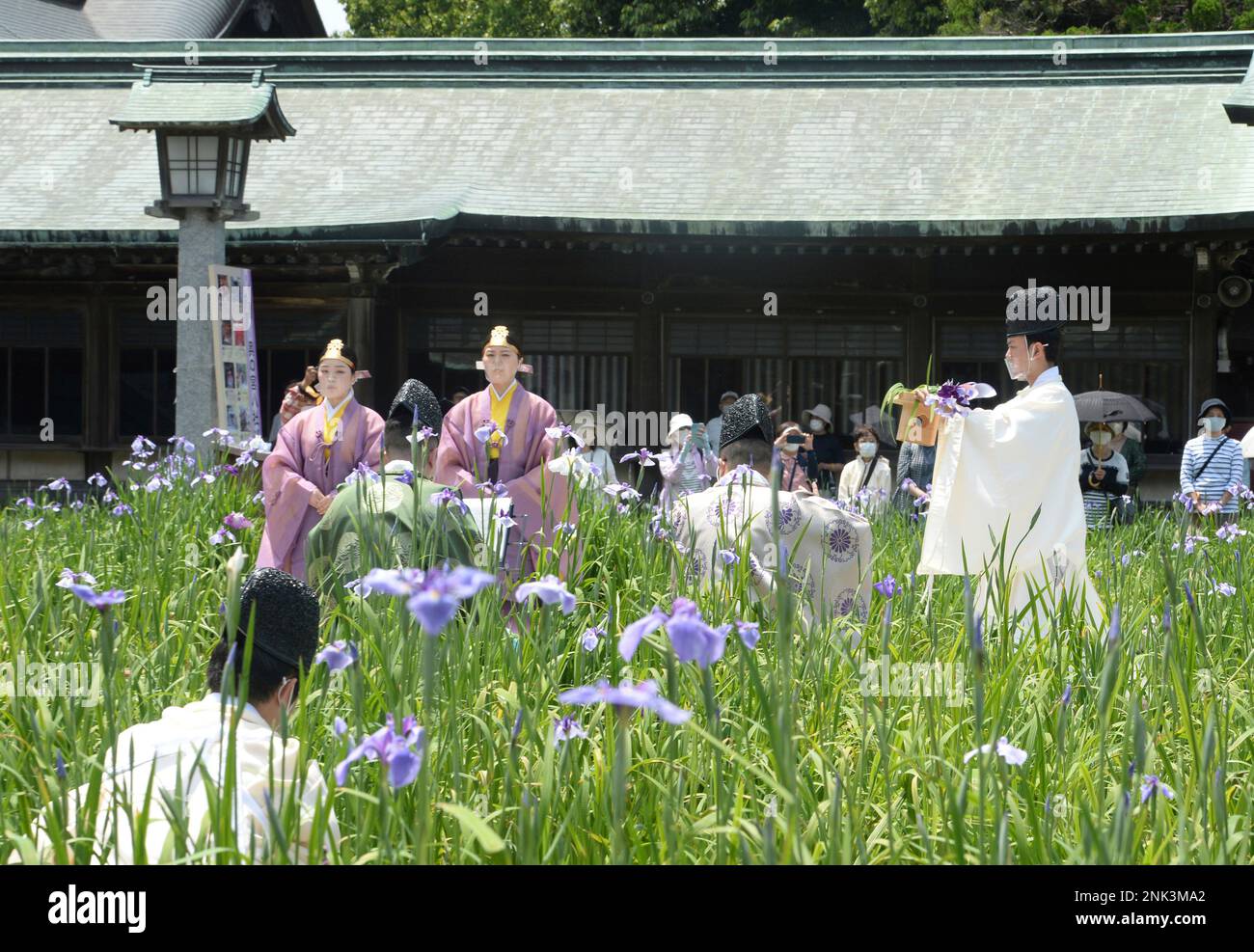 The priests harvest blooming Edo irises to offer to the Kami (Deity ...