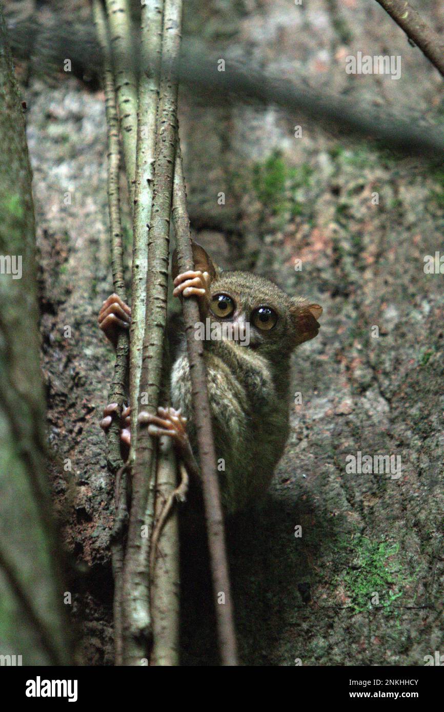 Le tarsier spectral d'un Gursky (Tarsius spectrumgurskyae), une espèce ...