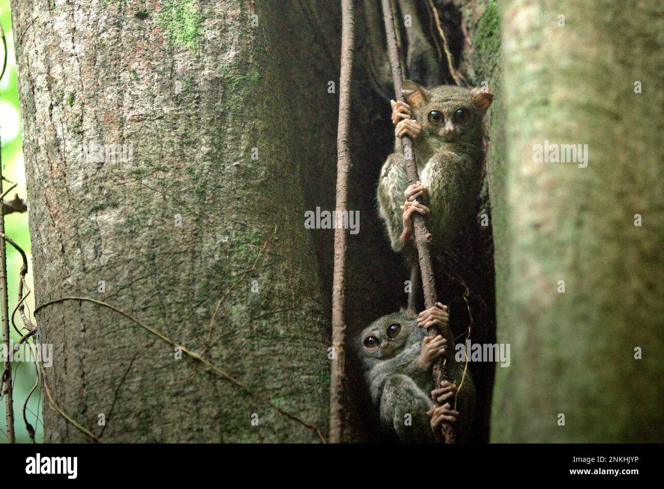 Tarsier spectral de gursky Banque de photographies et d’images à haute ...