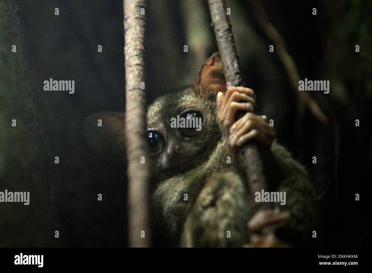 Tarsier spectral de gursky Banque de photographies et d’images à haute ...