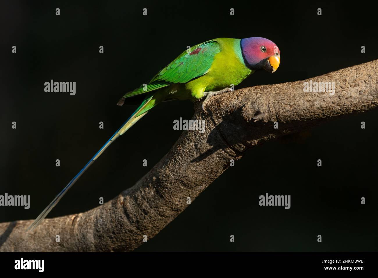 Perruche noire Banque de photographies et d’images à haute résolution ...