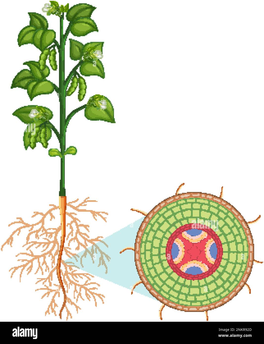 Cellules de racine Banque d'images détourées - Alamy