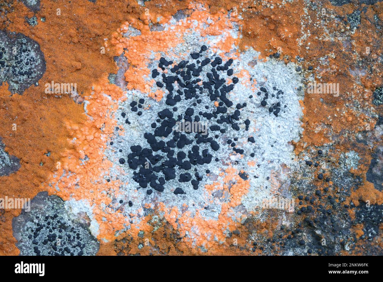 Trentepohlia aurea de couleur orange, algue verte terrestre, qui pousse sur une surface calcaire ...