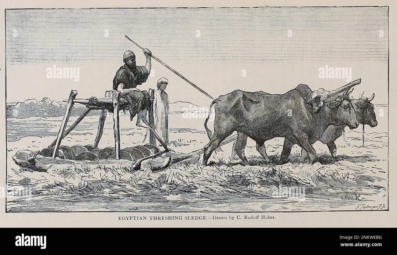 Ferme de dattes africaine Banque de photographies et d’images à haute ...