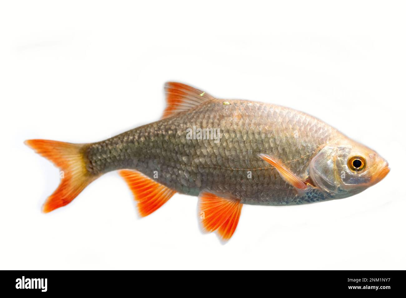 Rotengle nageant Banque de photographies et d’images à haute résolution ...