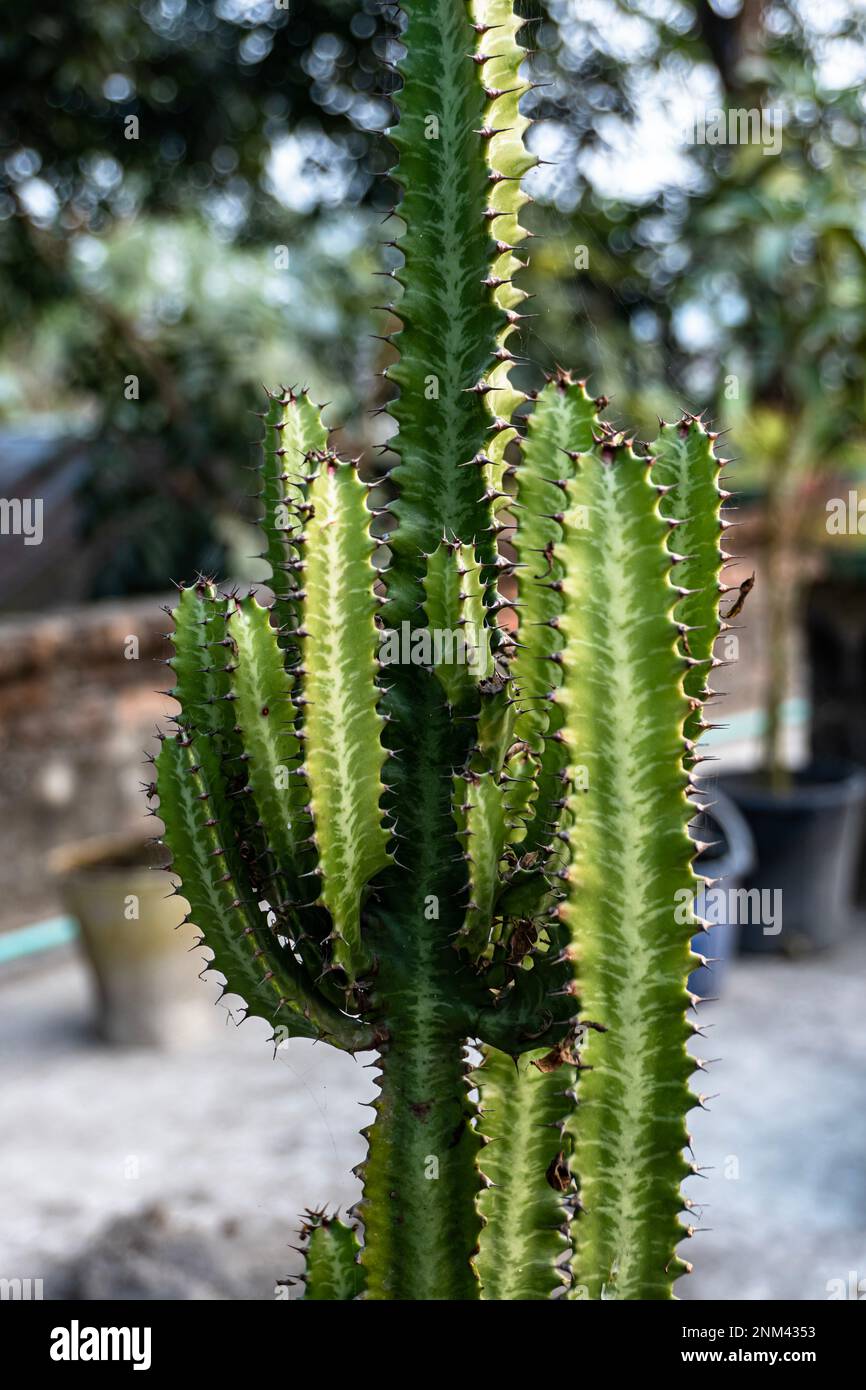 Euphorbia aggregata cactus d'Afrique du Sud. Gros plan sur les arbres ...